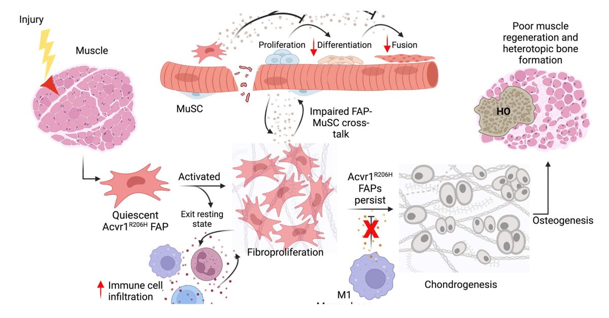 Cellular and Molecular Mechanisms of Heterotopic Ossification in ...